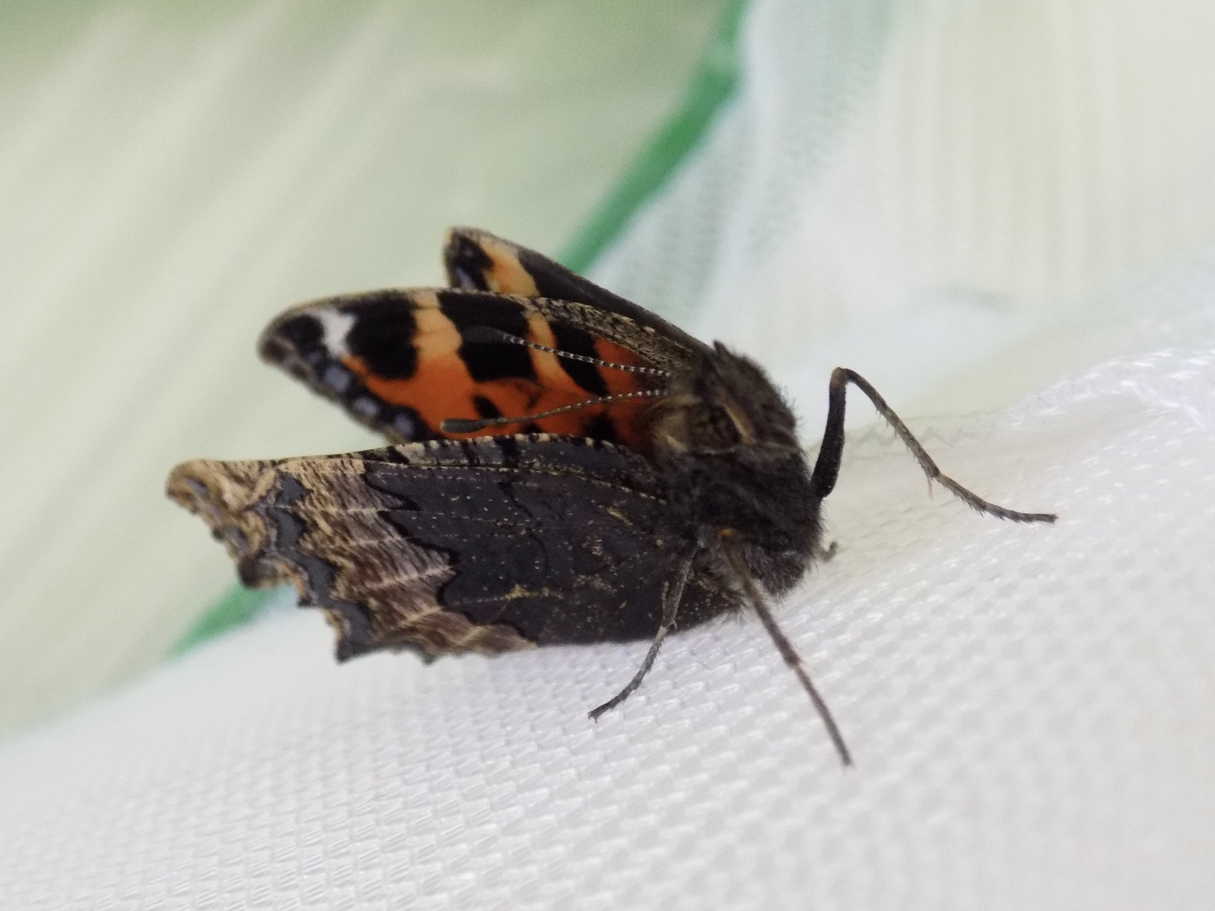 Raising Small tortoiseshell Butterflies – ArtyMissK