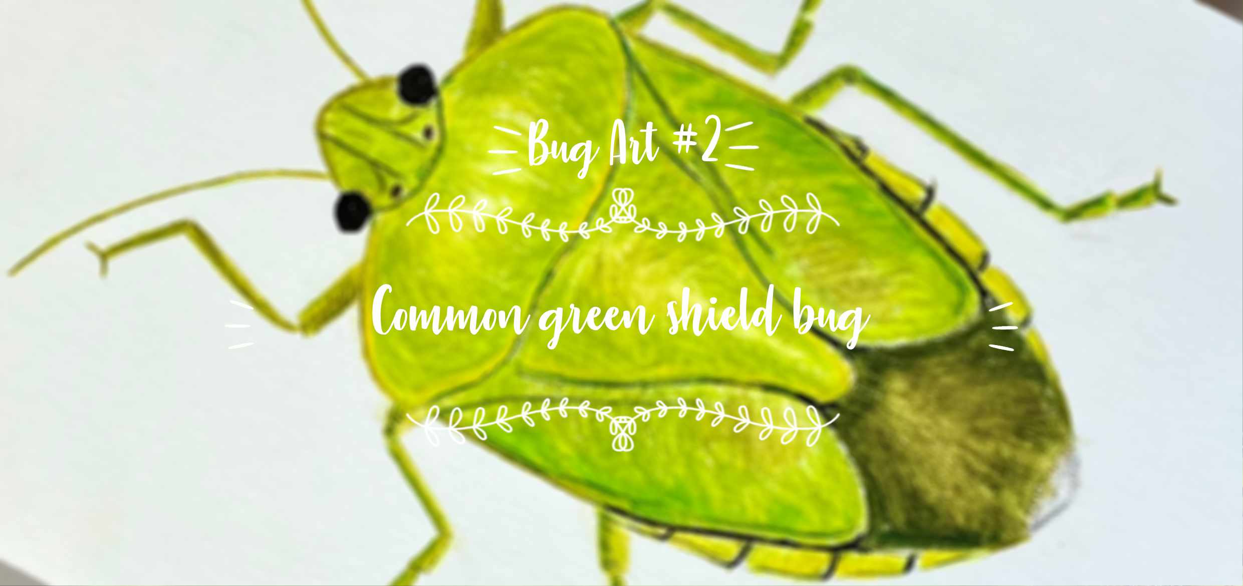 Bug Art #2 The Common green shield bug – ArtyMissK