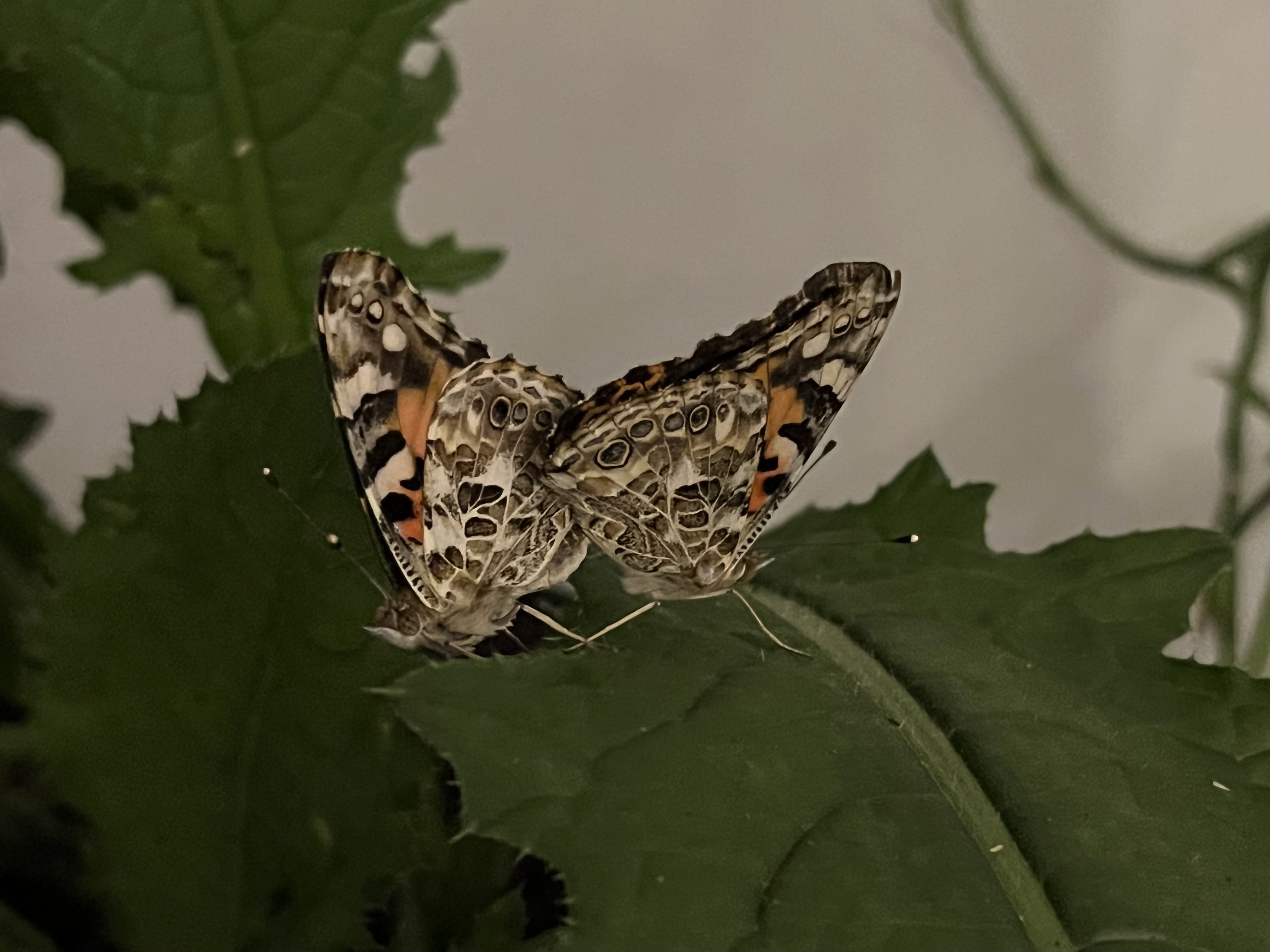Raising Painted lady Butterflies – ArtyMissK