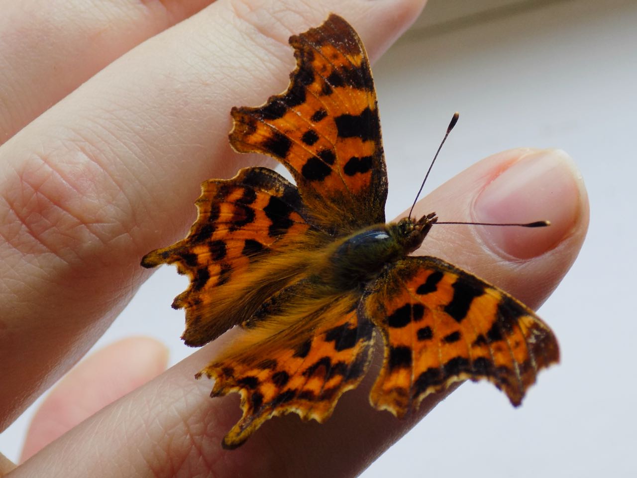 Raising a Comma Butterfly – ArtyMissK