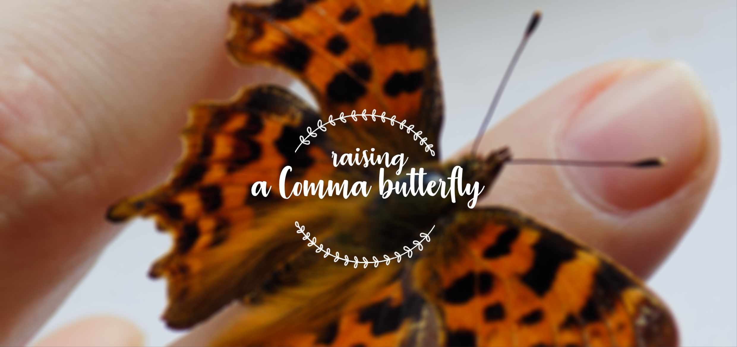 Raising a Comma Butterfly – ArtyMissK