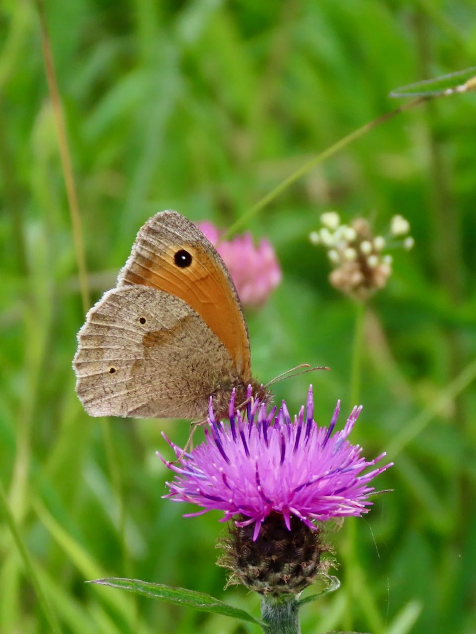 Exploring Penlee Battery {Landscapes and butterflies} – ArtyMissK