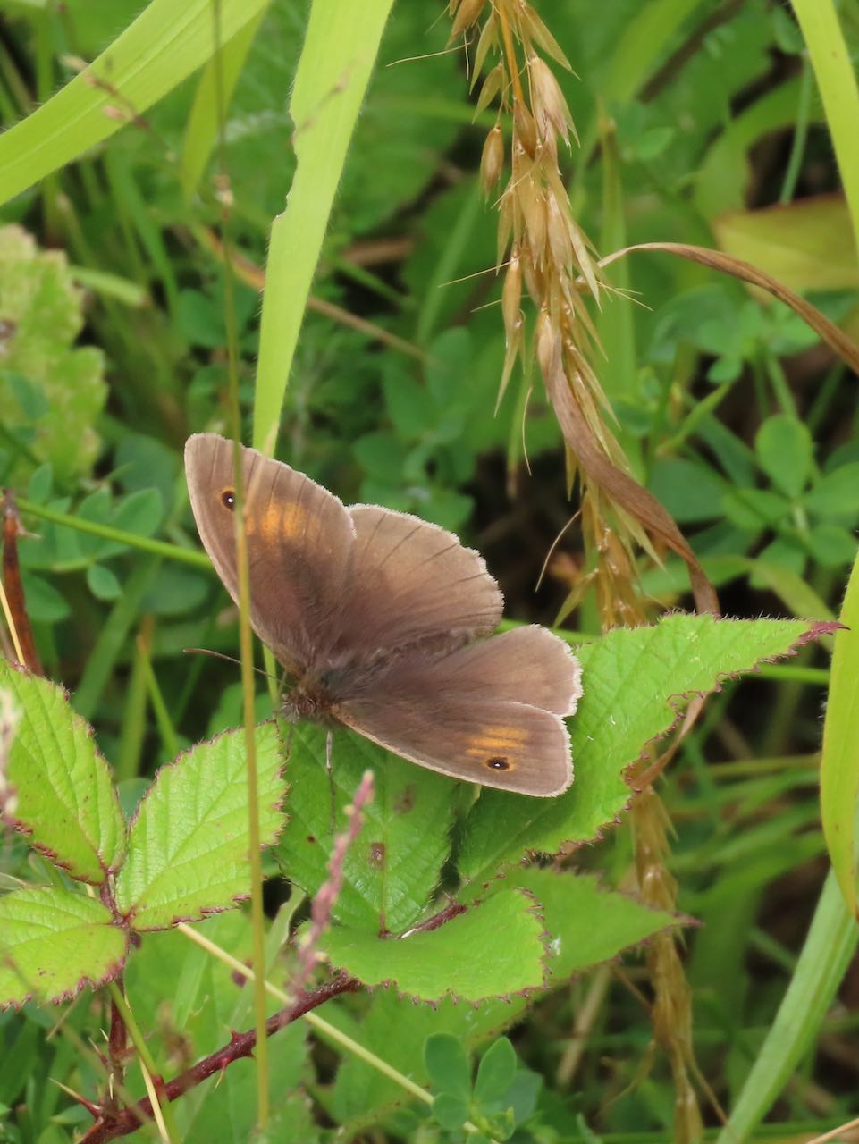 Exploring Penlee Battery {Landscapes and butterflies} – ArtyMissK