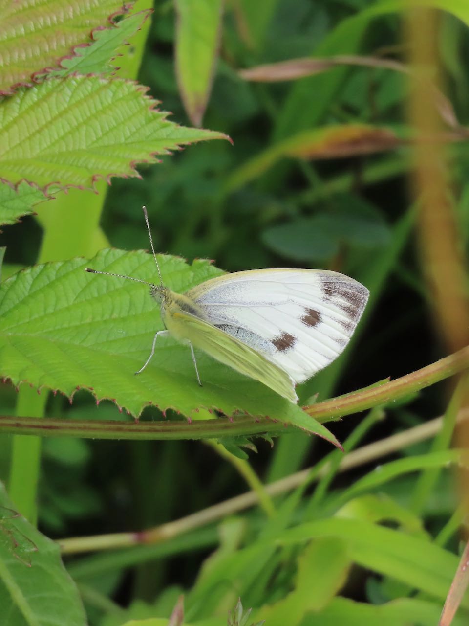 Exploring Penlee Battery {Landscapes and butterflies} – ArtyMissK