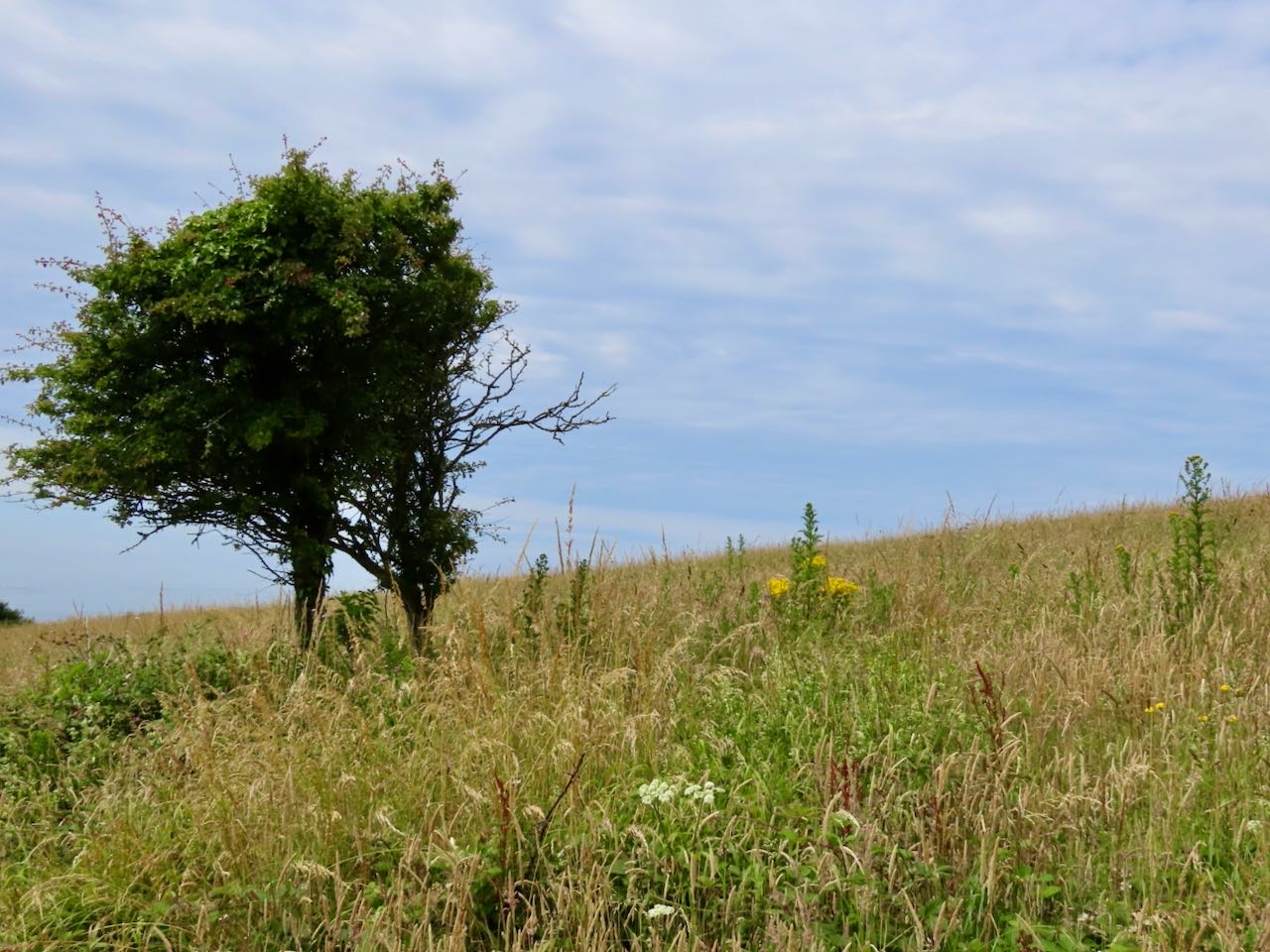 Exploring Penlee Battery {Landscapes and butterflies} – ArtyMissK