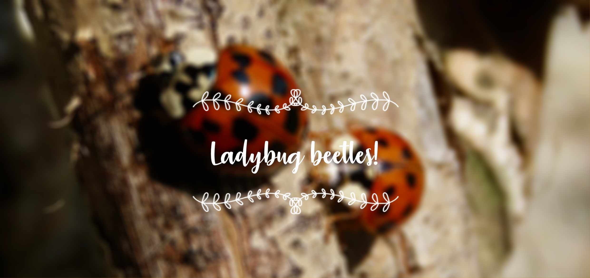 Ladybug beetles {One frame} – ArtyMissK