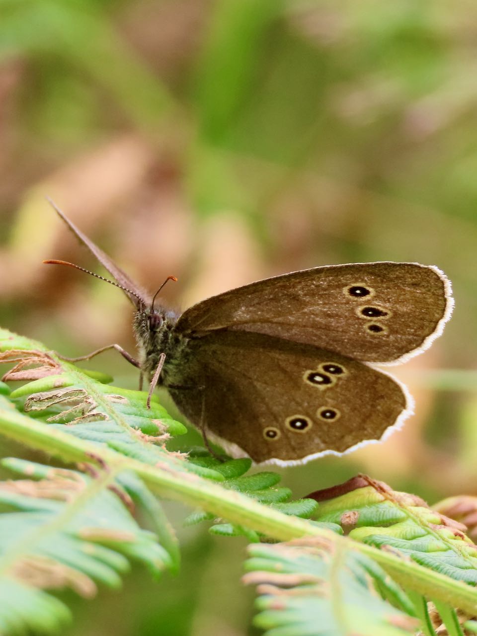 Ringlet butterfly photography! – ArtyMissK