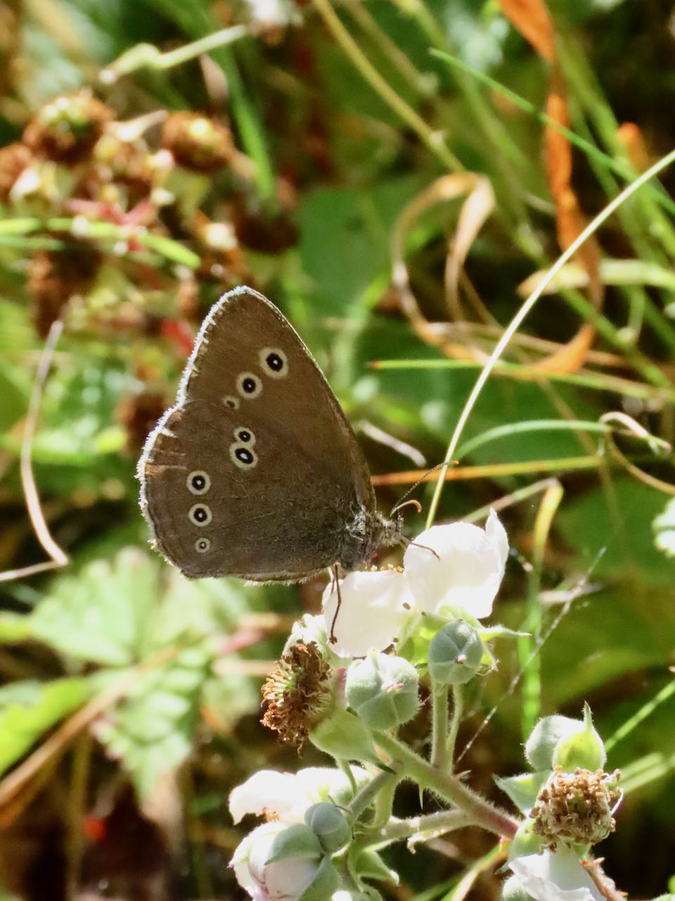 Ringlet butterfly photography! – ArtyMissK