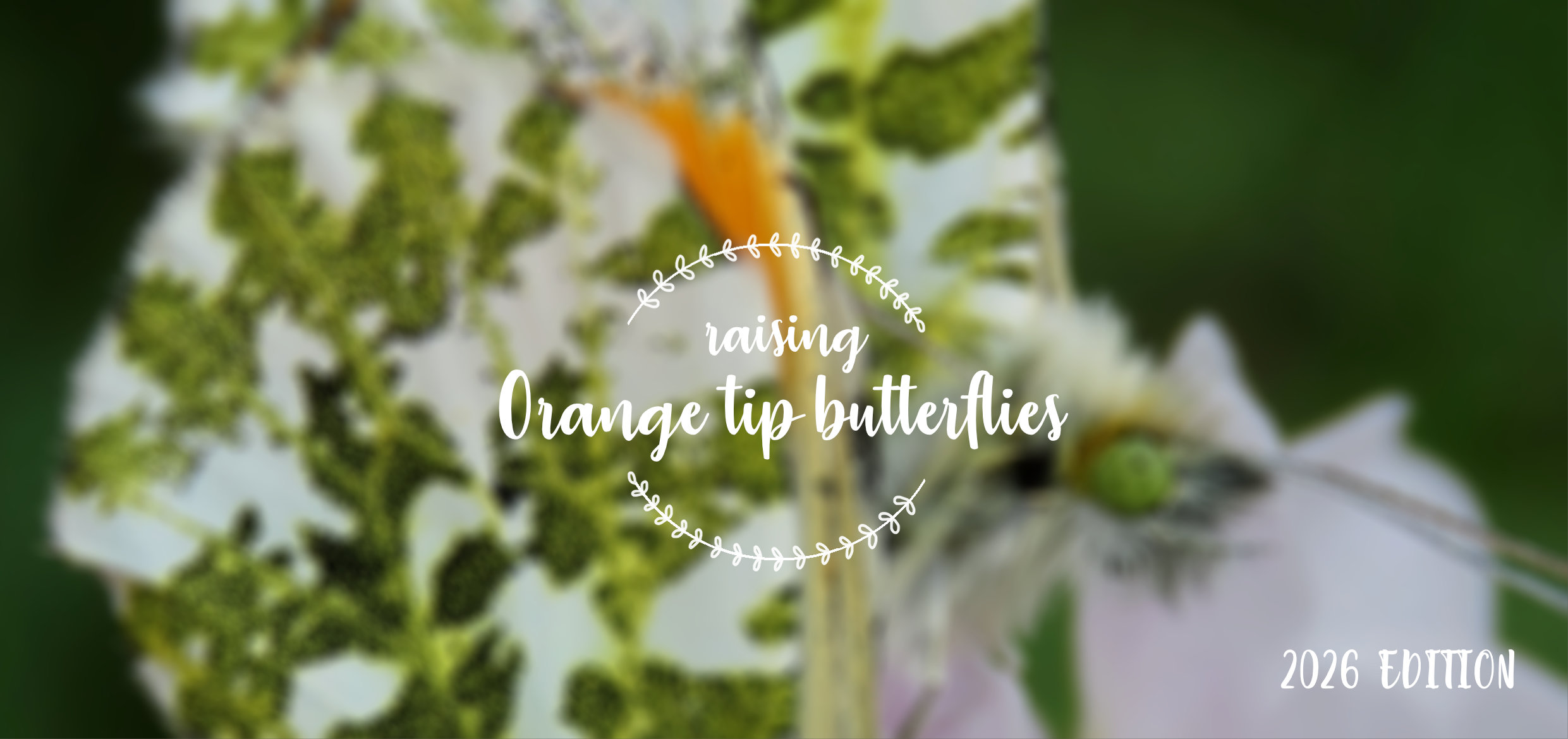 Raising Orange Tip Butterflies (2026 edition) – ArtyMissK