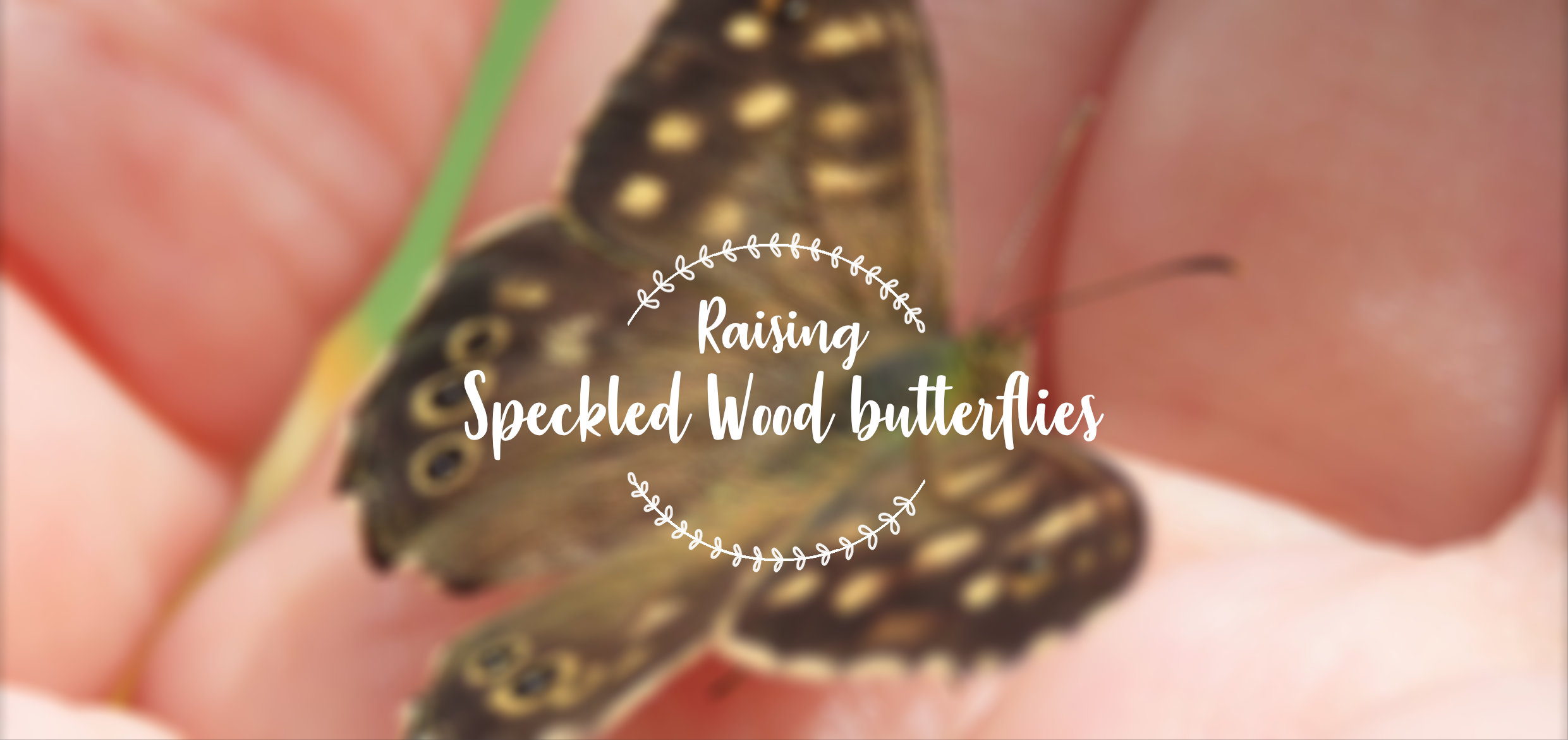 Raising Speckled Wood Butterflies – ArtyMissK
